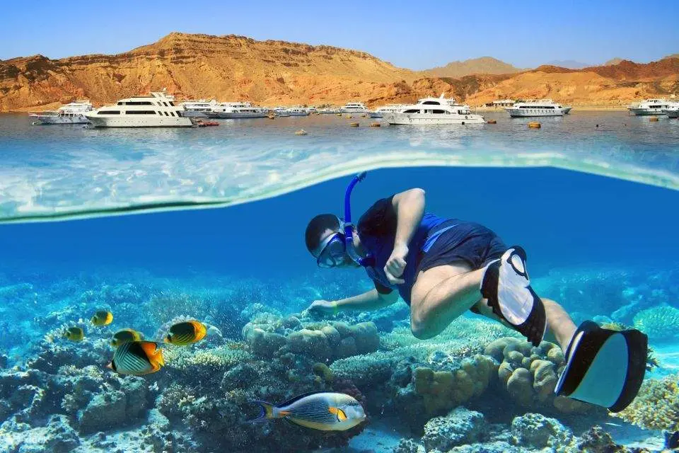 Underwater Wonders of the Red Sea | Uncover...